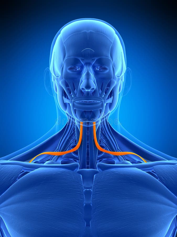 The omohyoid stock illustration. Illustration of neck - 72487592