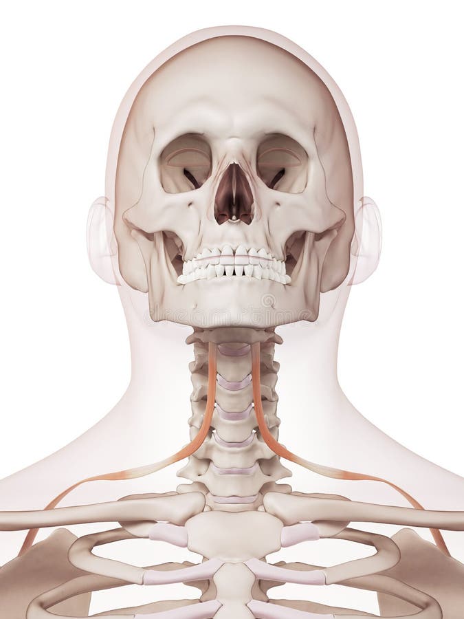 The omohyoid stock illustration. Illustration of graphic - 56287183