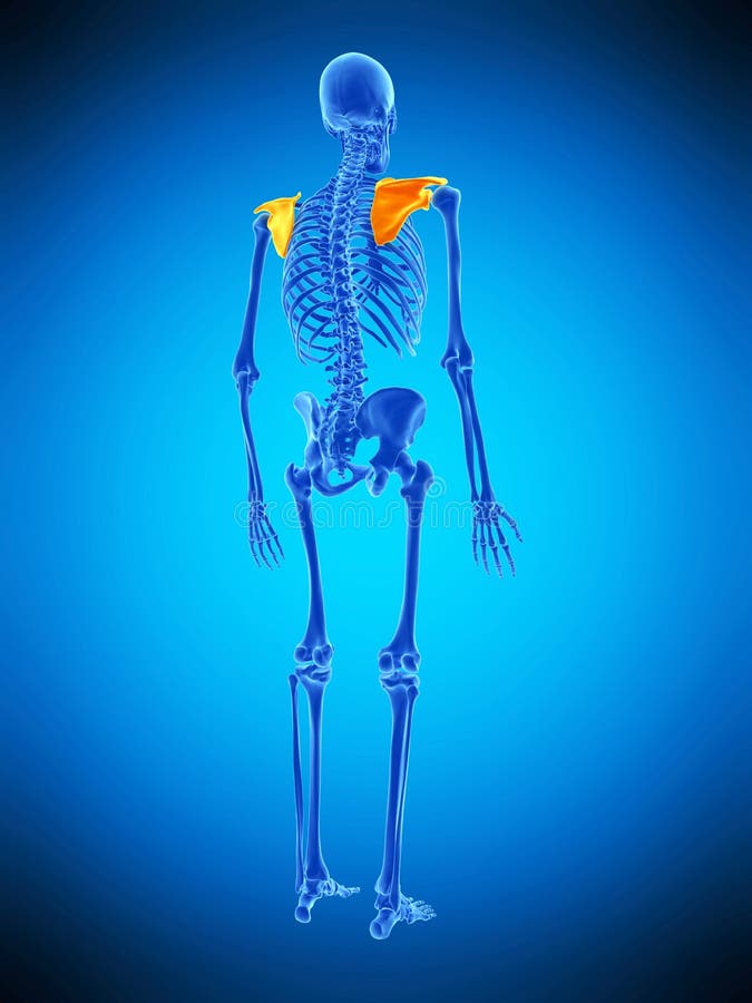 Omoplata ilustração do vetor. Ilustração de anatomia - 27014152