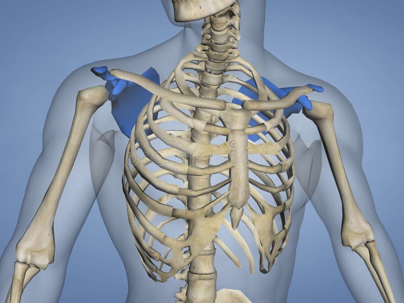 Omoplata M-SKEL-SCAPULA 4, Modelo 3D Ilustração Stock - Ilustração de ...