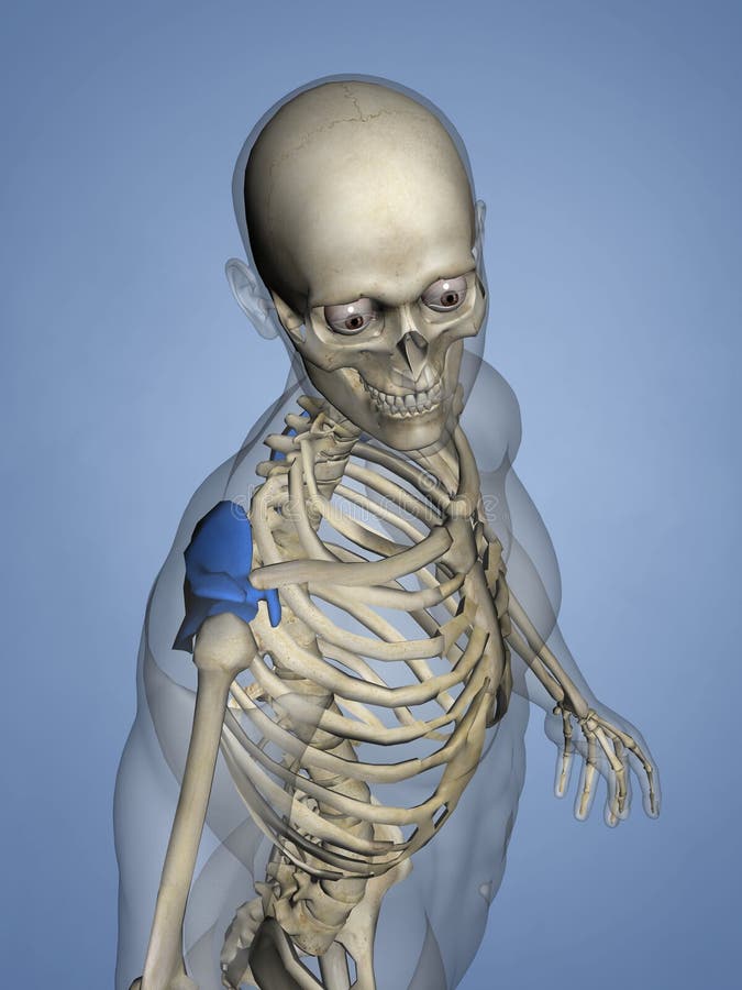 Omoplata M-SKEL-SCAPULA 6, Modelo 3D Ilustração Stock - Ilustração de ...
