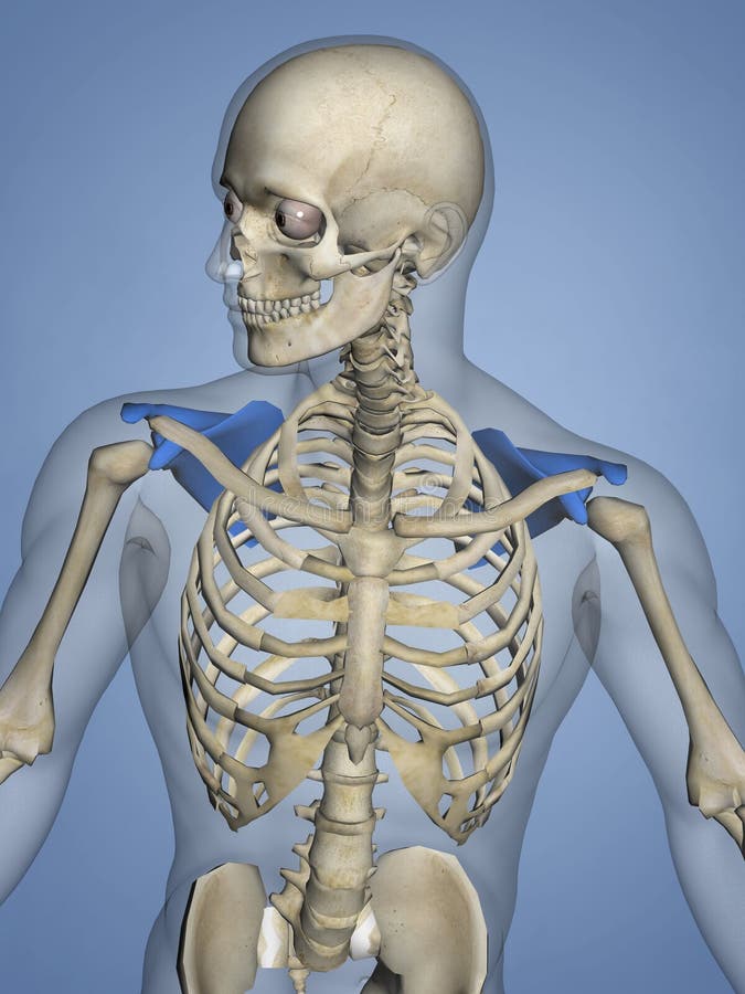 Omoplata M-SKEL-SCAPULA 7, Modelo 3D Ilustração Stock - Ilustração de ...