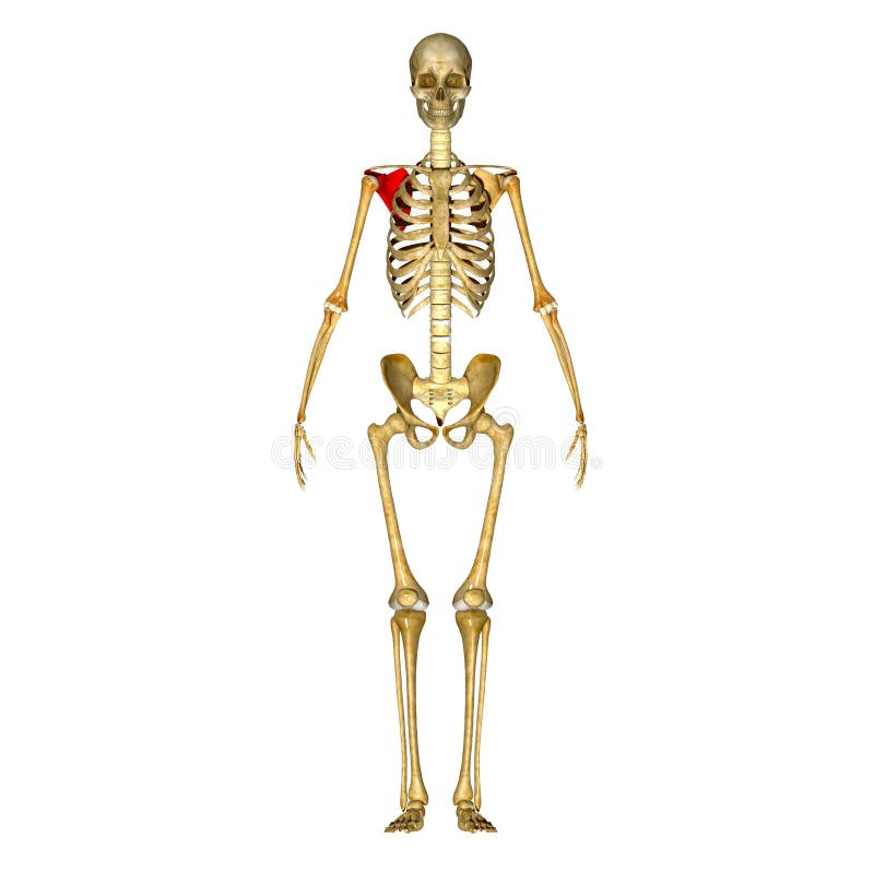 Vue antérieure d'omoplate illustration stock. Illustration du ...