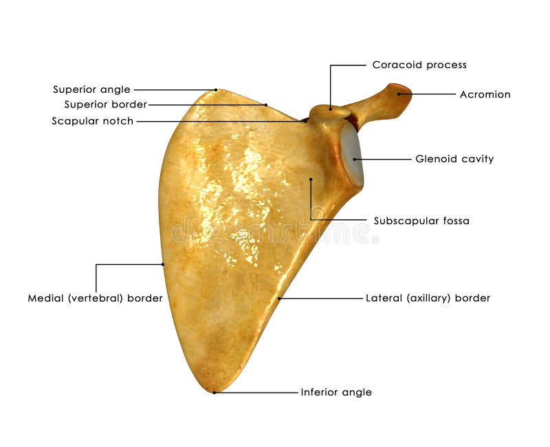 Vue antérieure d'omoplate illustration stock. Illustration du ...