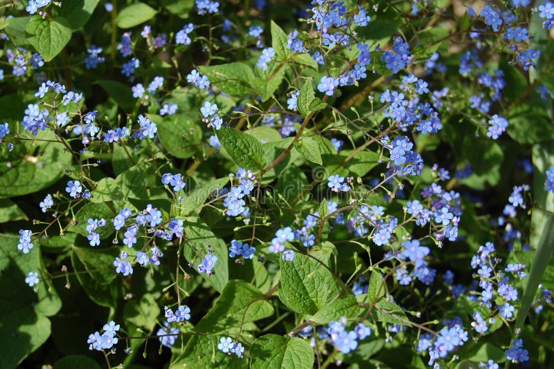 Omphalodes verna flowers stock photo. Image of sunlight - 53359776