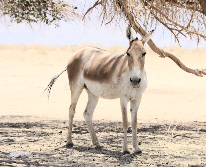 Onager stock photo. Image of desert, hemionus, mammal - 21395168