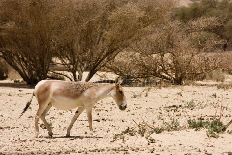 Wild Onager in Nature Reserve, Israel Stock Photo - Image of biblical ...