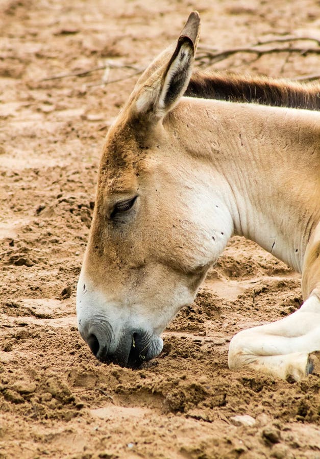 Onager stock image. Image of pets, donkey, species, wildlife - 43004253