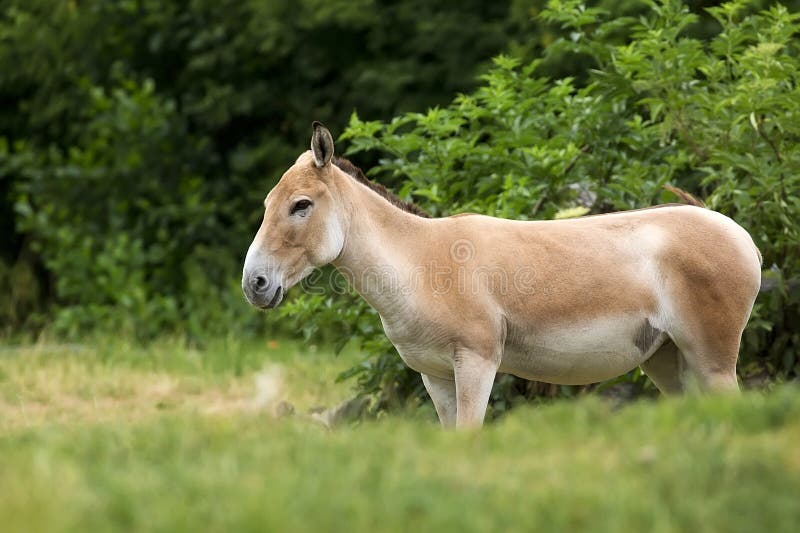 Onager in Field stock photo. Image of animal, wild, hemionus - 14549522