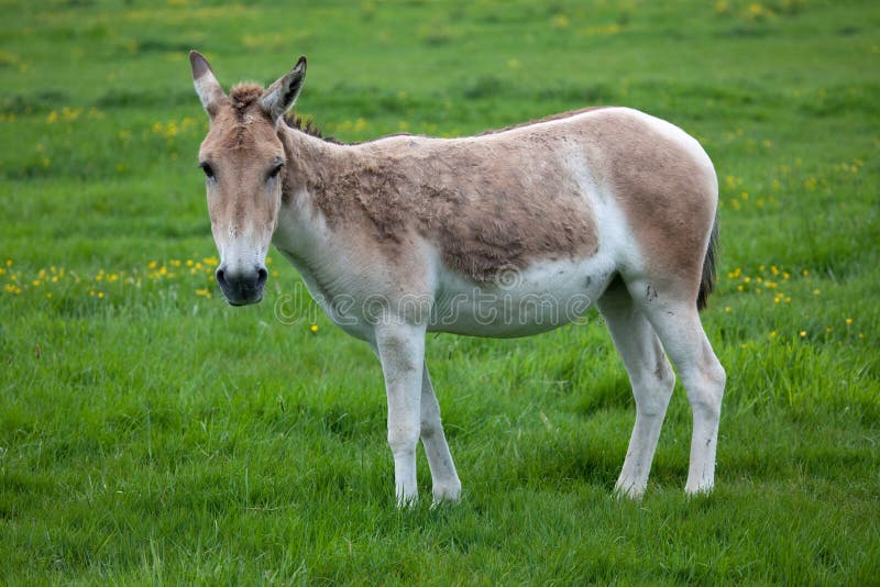 Onager in Field stock photo. Image of animal, wild, hemionus - 14549522