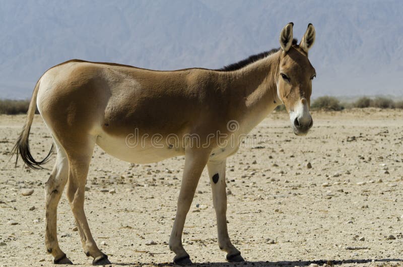 The onager, Israel stock image. Image of desert, billy - 24235337