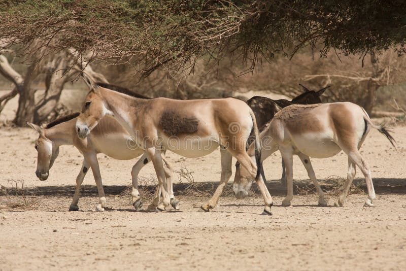 Onager in Field stock photo. Image of animal, wild, hemionus - 14549522