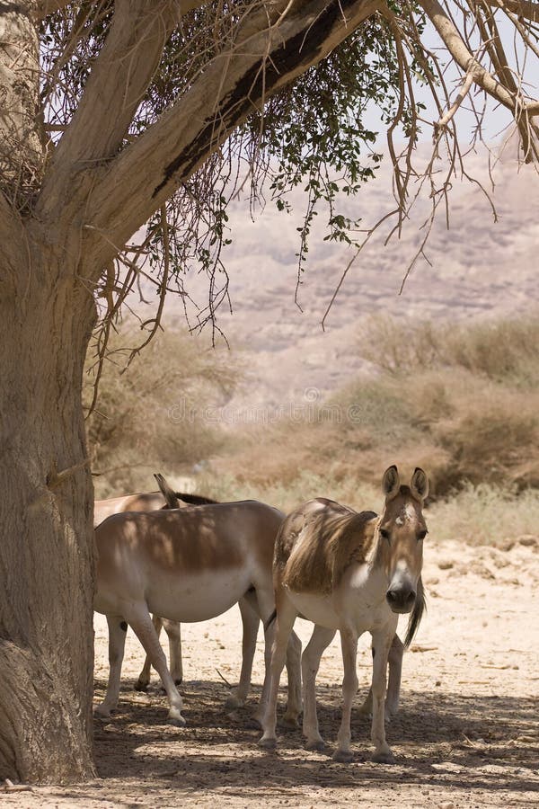 Onagers stock image. Image of wild, hill, hoofed, head - 9845745