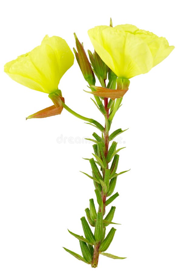 Onagra Amarilla (biennis) Del Oenothera, Planta De La Medicina Foto de ...