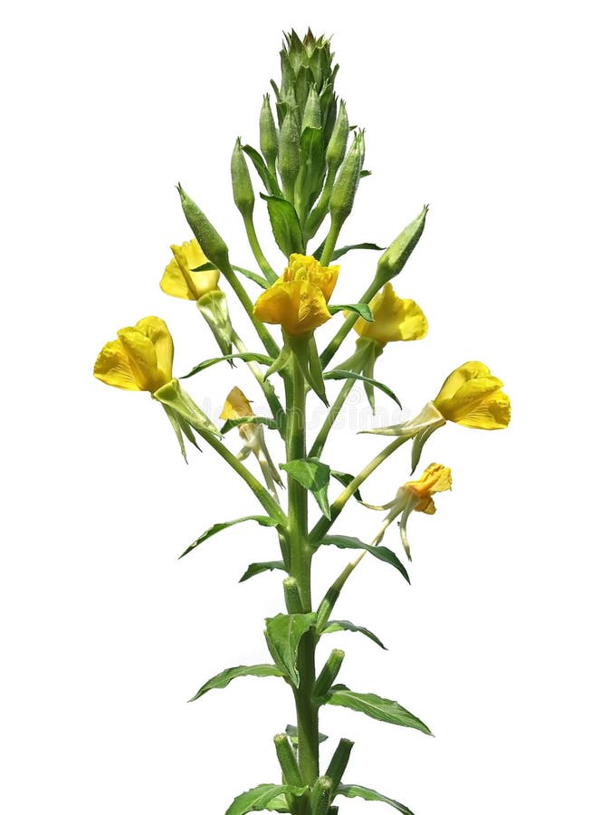 Onagra (biennis Del Oenothera) Foto de archivo - Imagen de aislado ...