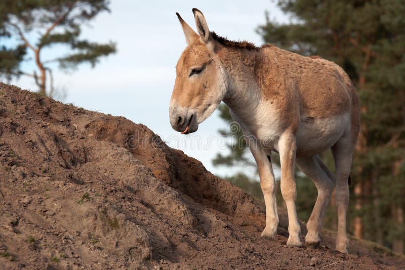 Onagro imagem de stock. Imagem de cavalo, israel, deserto - 3431761