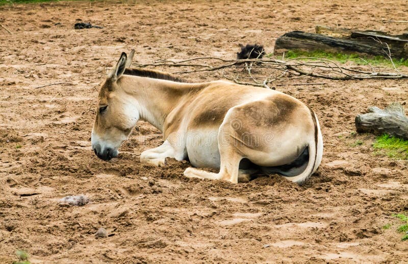 Onagro immagine stock. Immagine di messo, pianura, pascolo - 43004163