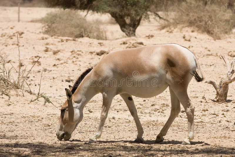 Onagro foto de stock. Imagem de deserto, selvagem, porcelana - 9845482