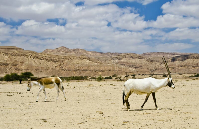 Onagro E Oryx Na Reserva De Natureza, Israel Imagem de Stock - Imagem ...