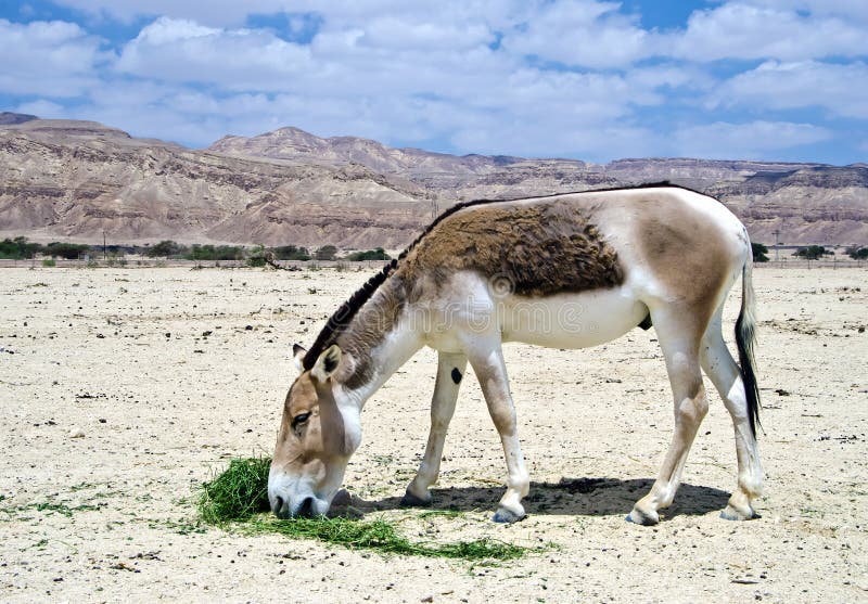 Onagros foto de stock. Imagem de wildlife, selvagem, tibete - 9845320