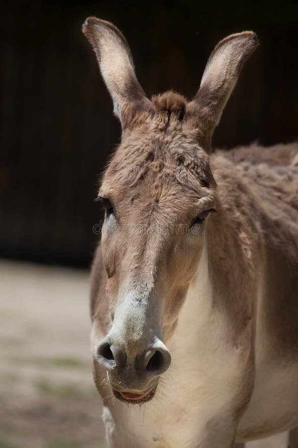 Onagro-persa (Equus Hemionus Onager) Imagem de Stock - Imagem de ...