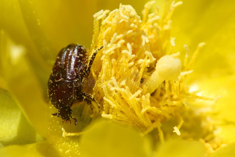 Een Onbekend Insect Met Grote Ogen En Vleugels Op Een Droge Stok Stock ...