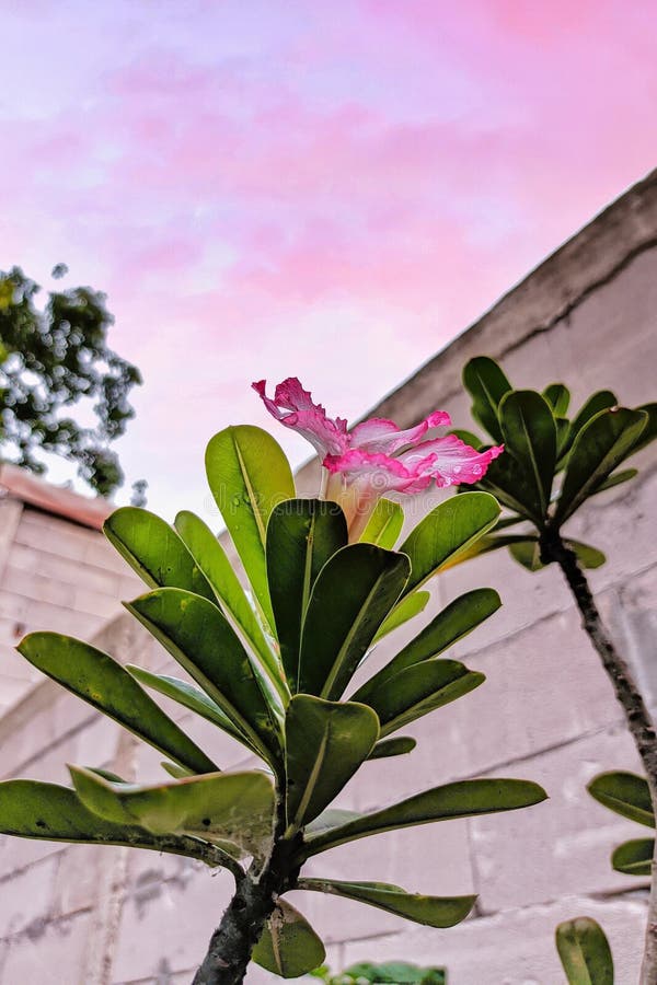 Once Beautiful Twilight Flowers Stock Image - Image of afternoon ...