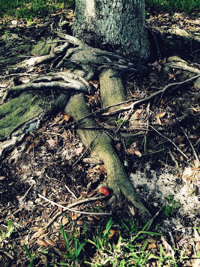 Once Fall is gone stock photo. Image of gone, fall, tree - 76203924