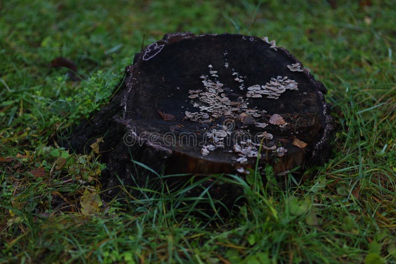 A Low Stump in the Grass with a Lichen on it Stock Photo - Image of ...