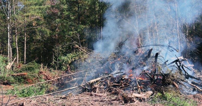 Once Trees are Uprooted, they are Burned, Contributing To Environmental ...