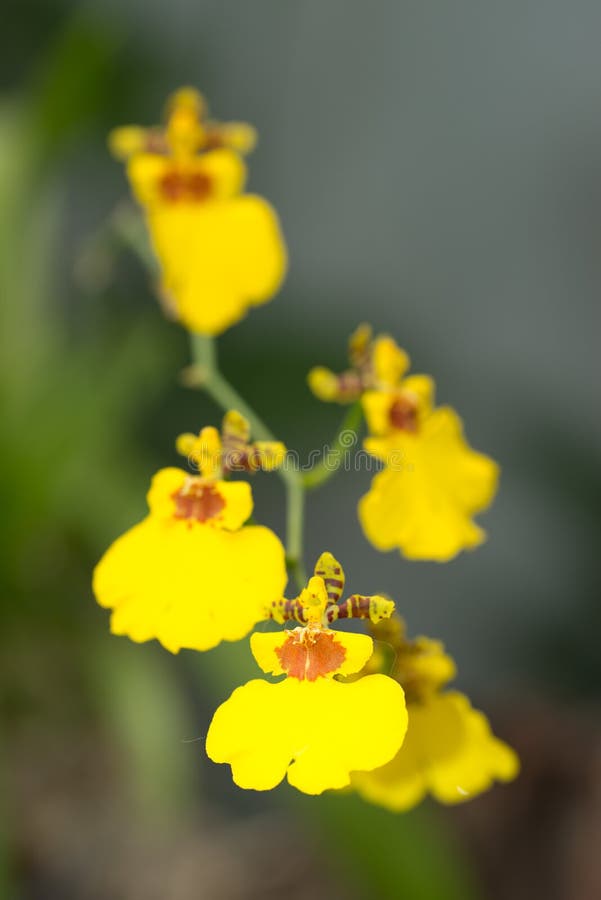 Oncidium stock image. Image of grow, macro, delicate - 29205309