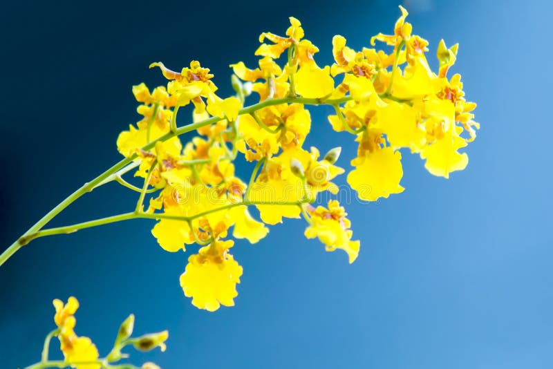 Oncidium Gele Orchidee Op Zwarte Achtergrond Stock Foto - Image of ...