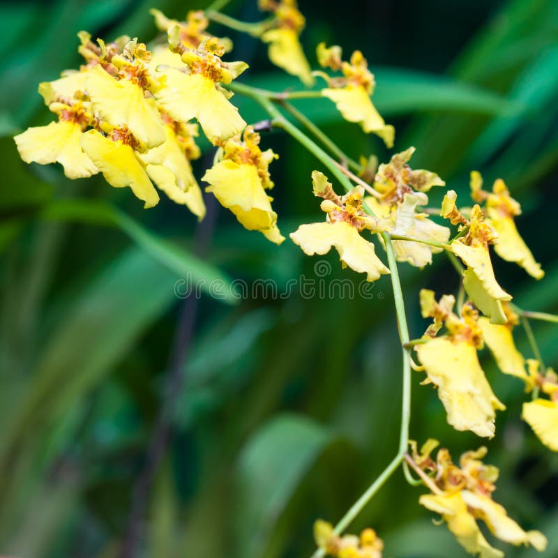 Oncidium orchid flower stock image. Image of beautiful - 34955691