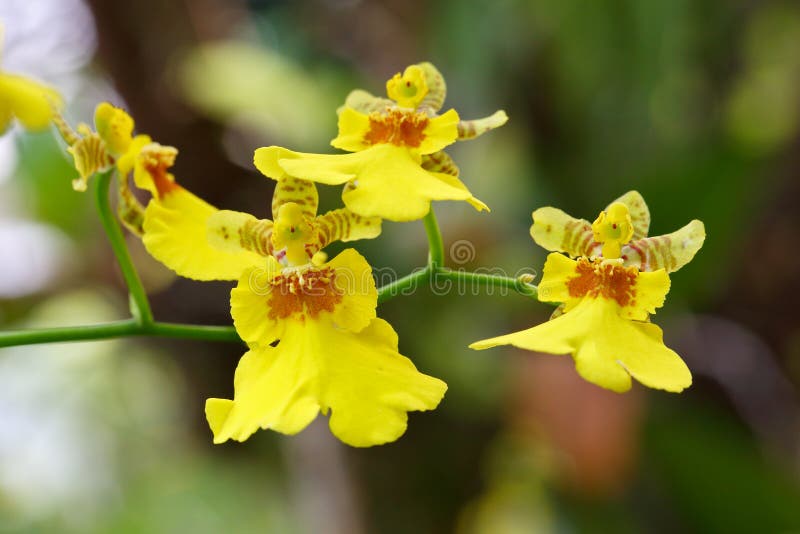 Oncidium (orchidea) fotografia stock. Immagine di orchidee - 34793418