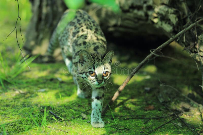 Oncilla stock image. Image of animal, mammal, tigrinus - 33653341