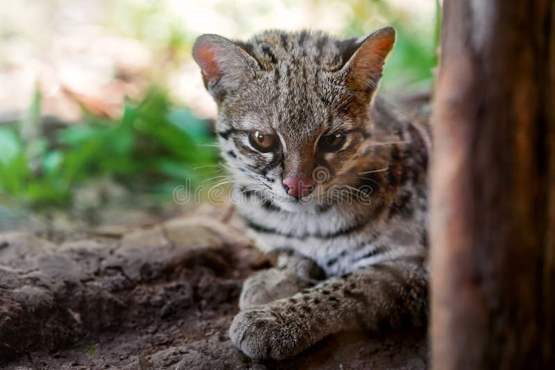 Oncilla (Leopardus Tigrinus) Stock Image - Image of felid, carnivore ...