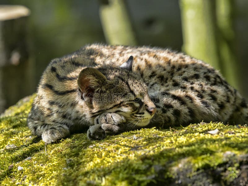 Oncilla stock image. Image of animal, mammal, tigrinus - 33653341