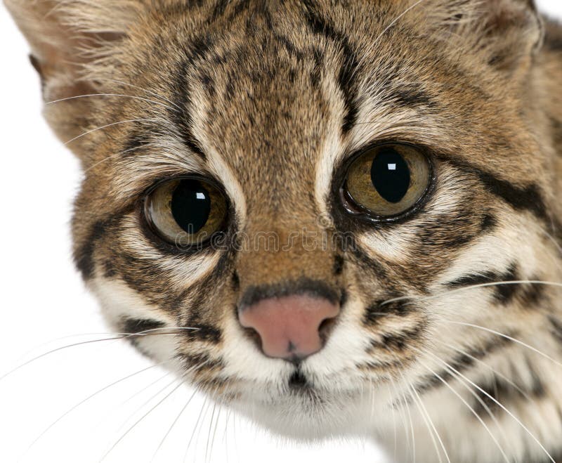 Oncilla, Tigrinus De Leopardus, 19 Años Foto de archivo - Imagen de ...