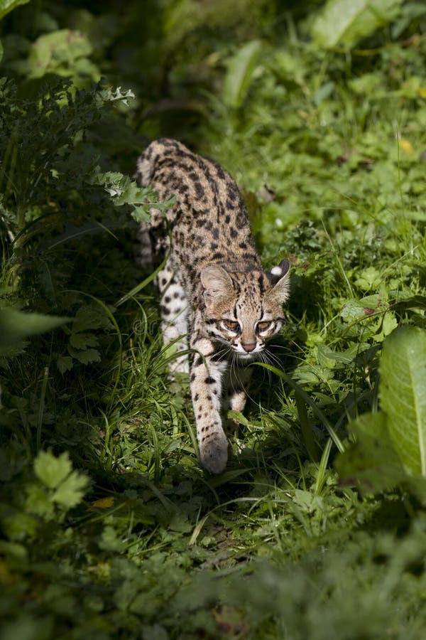 ONCILLE leopardus tigrinus imagen de archivo. Imagen de animal - 170945211