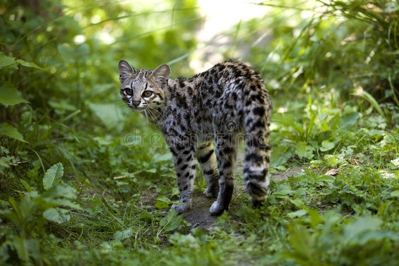 ONCILLE leopardus tigrinus imagen de archivo. Imagen de exterior ...