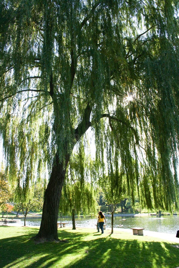 Onder een Wilg stock foto. Image of vers, nave, zomer - 6704132