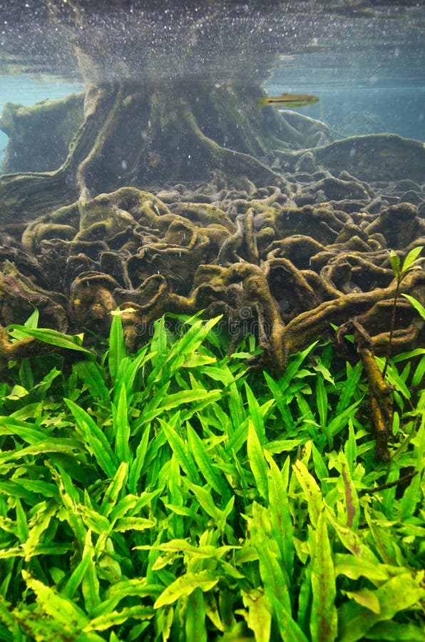 De Schildpadgras Van Thalassiatestudinum En Van Het Manateegras Van ...