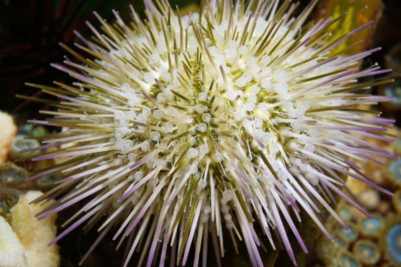Groene Zeeëgel En Tweekleppig Schelpdiershell Stock Foto - Afbeelding ...