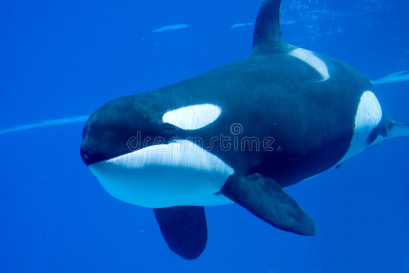Van De Orka (orka) Onderwater Zwemmen Stock Foto - Image of sociaal ...