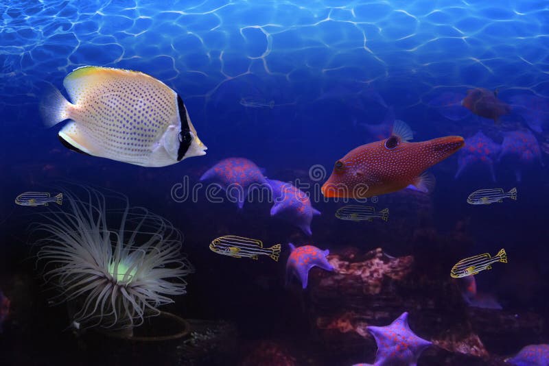 Onderwater wereld stock foto. Image of mooi, schoonheid - 25813658