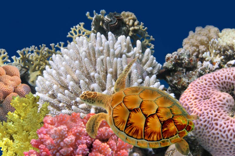 Onderwater wereld stock afbeelding. Image of diepte, dier - 53842779