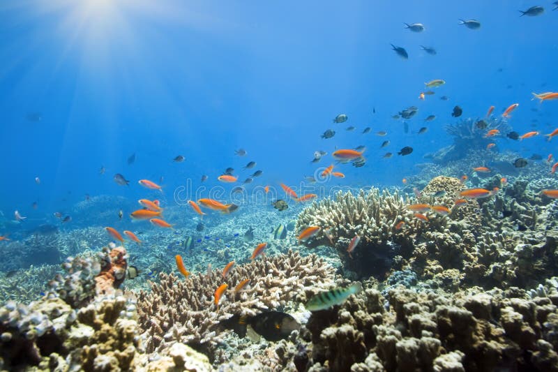 Onderwater wereld stock afbeelding. Image of koraal, vers - 5600819