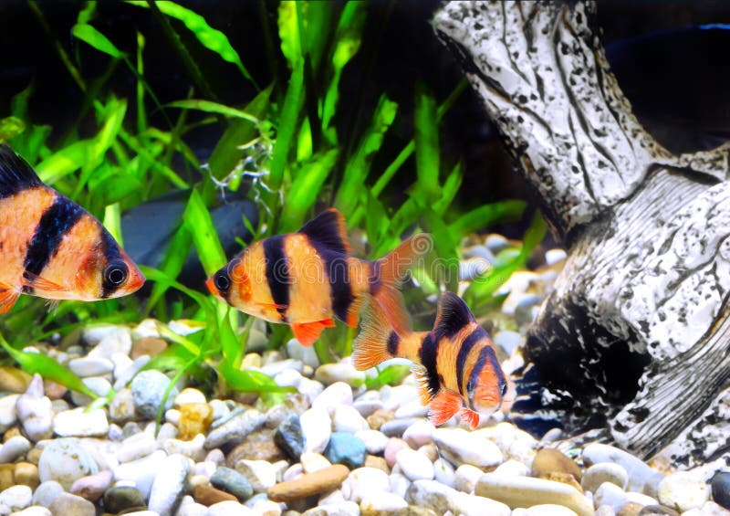 Ondiepte Van Aquarium Vis-Barbus Stock Foto - Image of weerhaak, gras ...