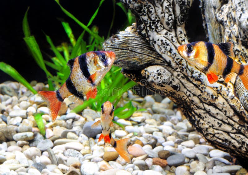 Ondiepte Van Aquariumvissen Stock Afbeelding - Image of weerhaak ...