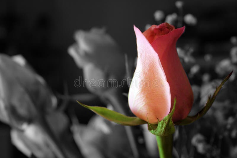 One And Only Picture. Image: 591488